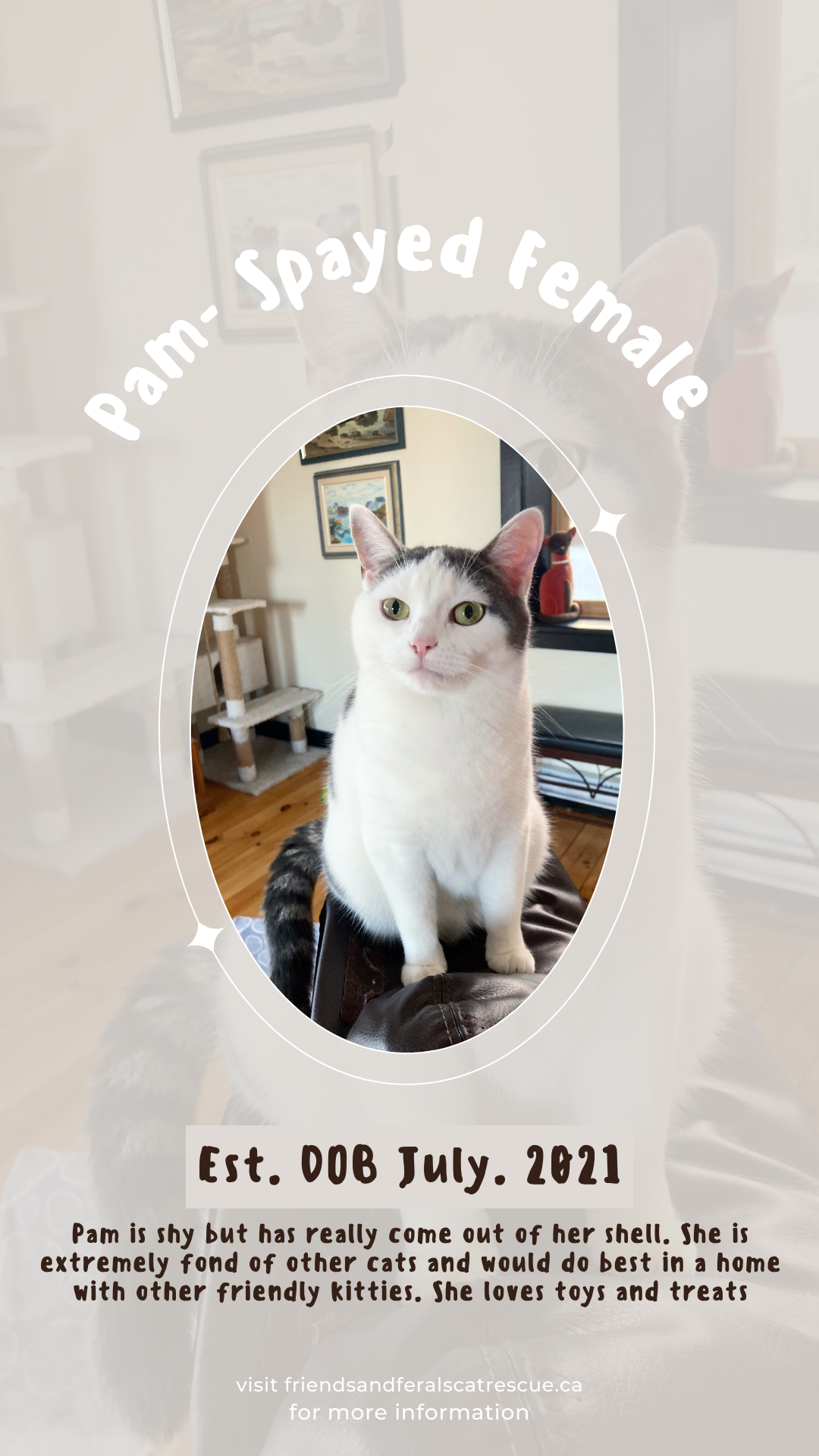 Adopt Us! – Friends and Ferals Cat Rescue