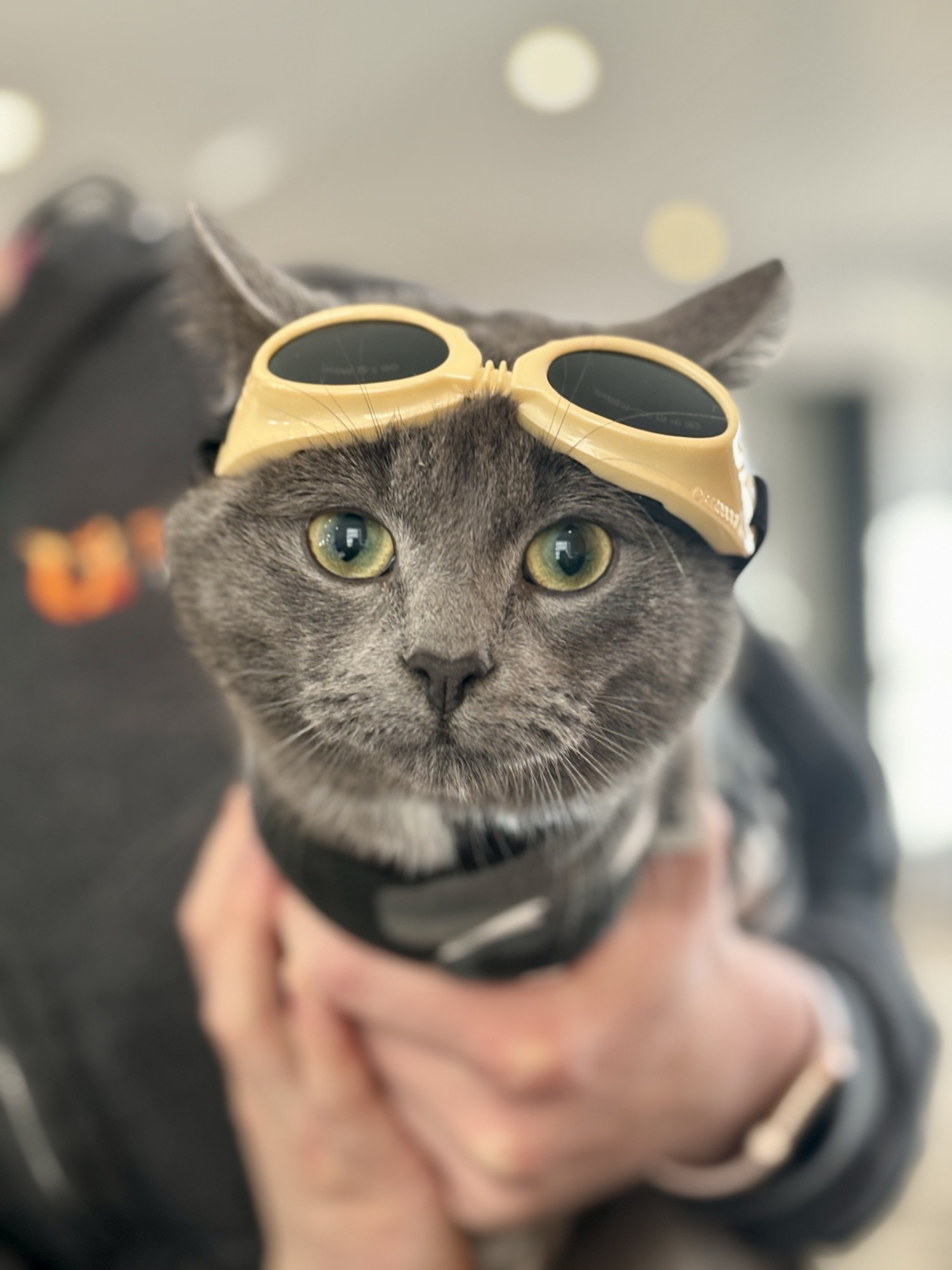 Found My Furever – Friends and Ferals Cat Rescue