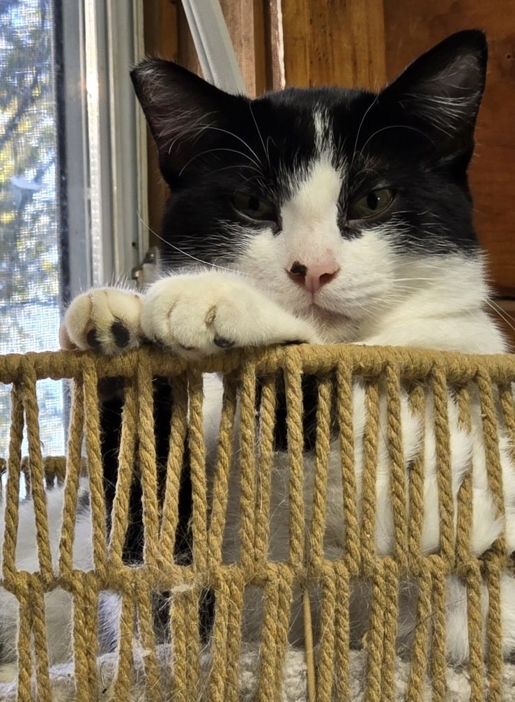 Adopt a furever friend! – Friends and Ferals Cat Rescue